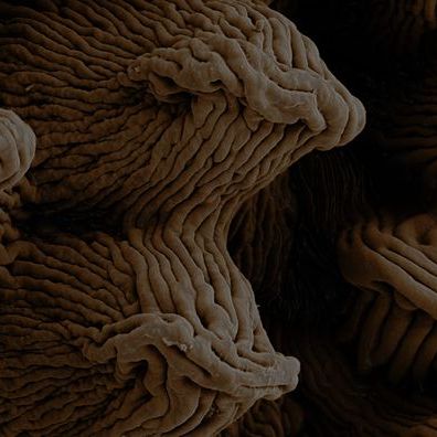 RMS | Basics of Electron Microscopy Virtual Spring School 2021