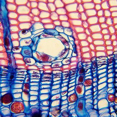 mmc series | RMS 2023 digital calendar available to download