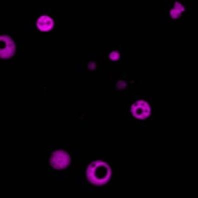 RMS | infocus #69 March 2023 Investigating the liquid phase separation ...