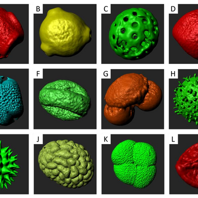 mmc series | The 3D Pollen library collection infocus #76 December 2024