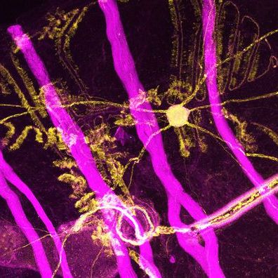 mmc series | AFM & Scanning Probe Microscopies 2025